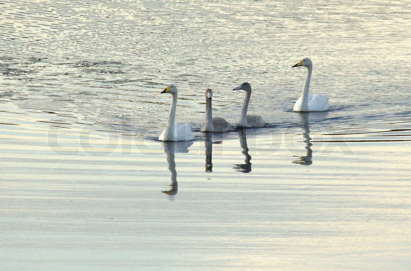 Whooper swan family | Stock image | Colourbox