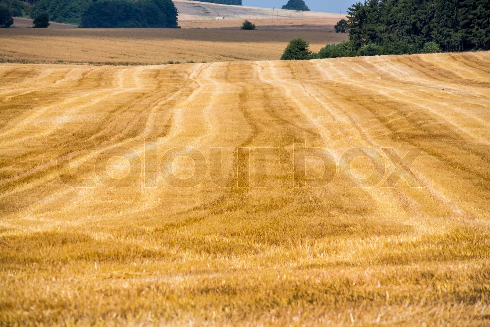 Getreide-Feld im Sommer | Stock Bild | Colourbox