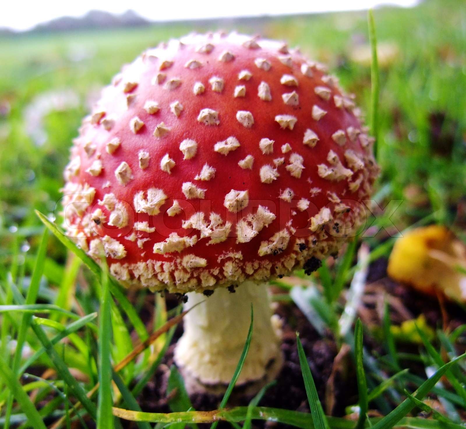 eine bunte Fliegenpilz Giftpilz. | Stock Bild | Colourbox