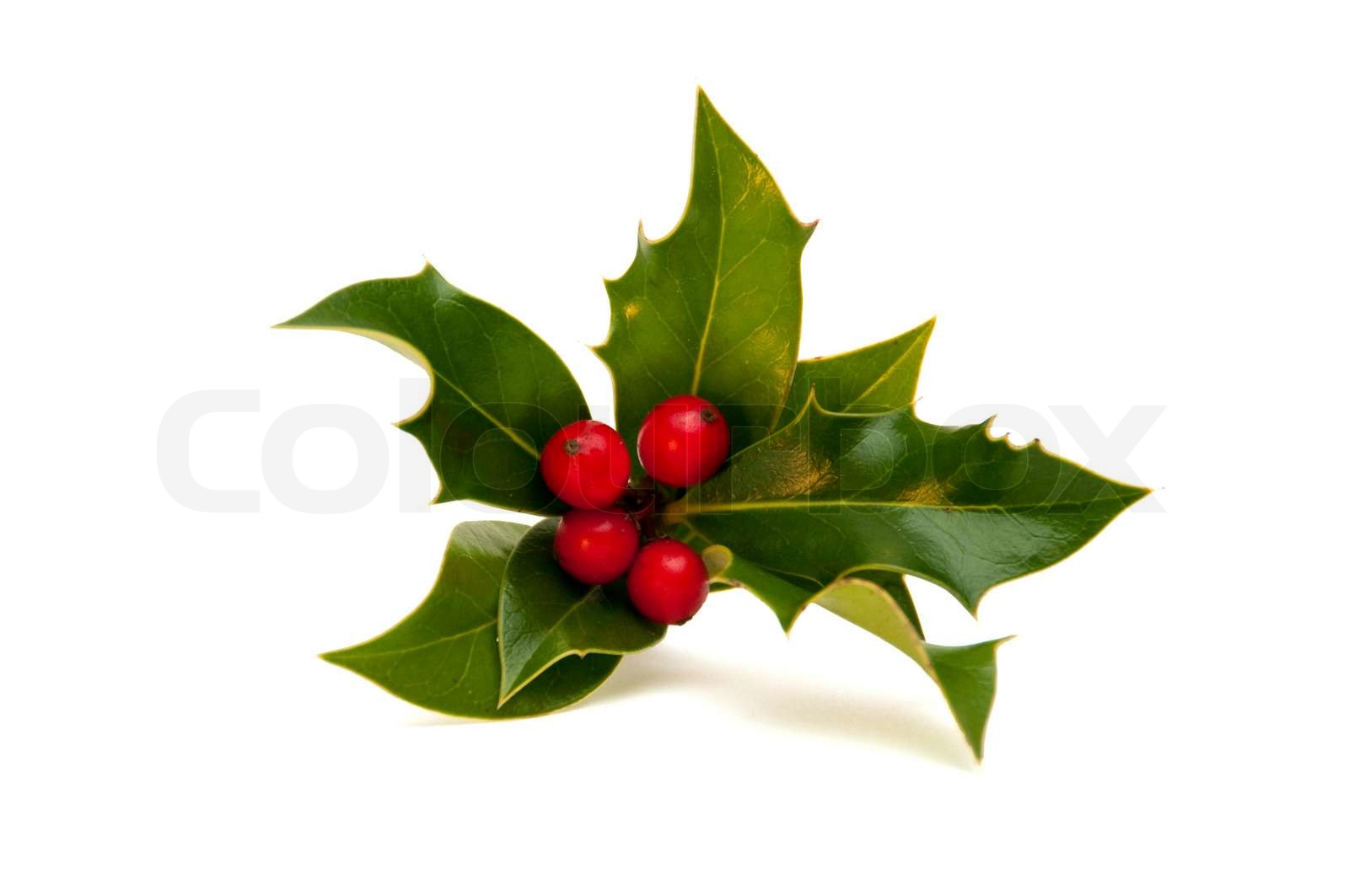 Christmas holly | Stock image | Colourbox