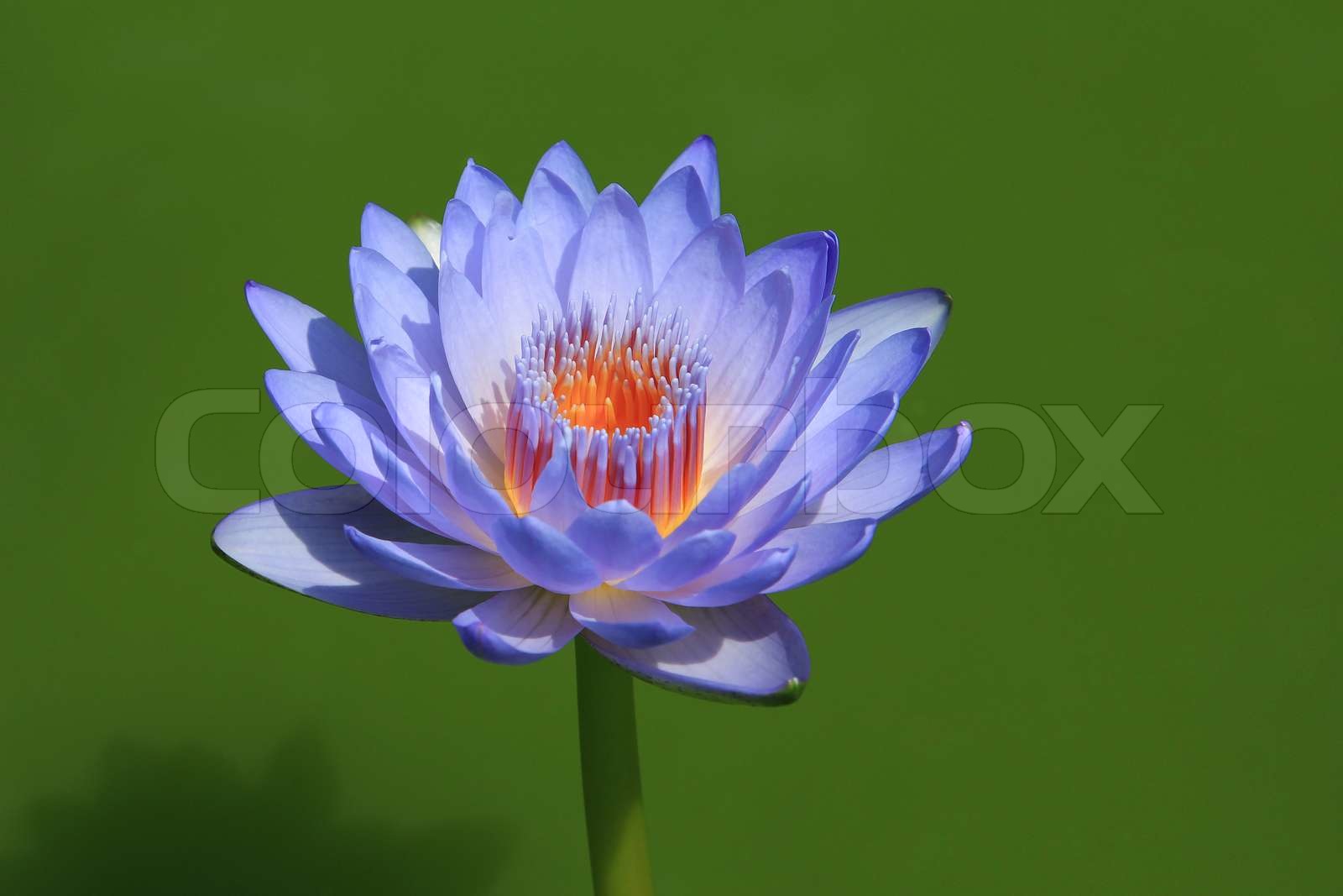 Blue lotus | Stock image | Colourbox