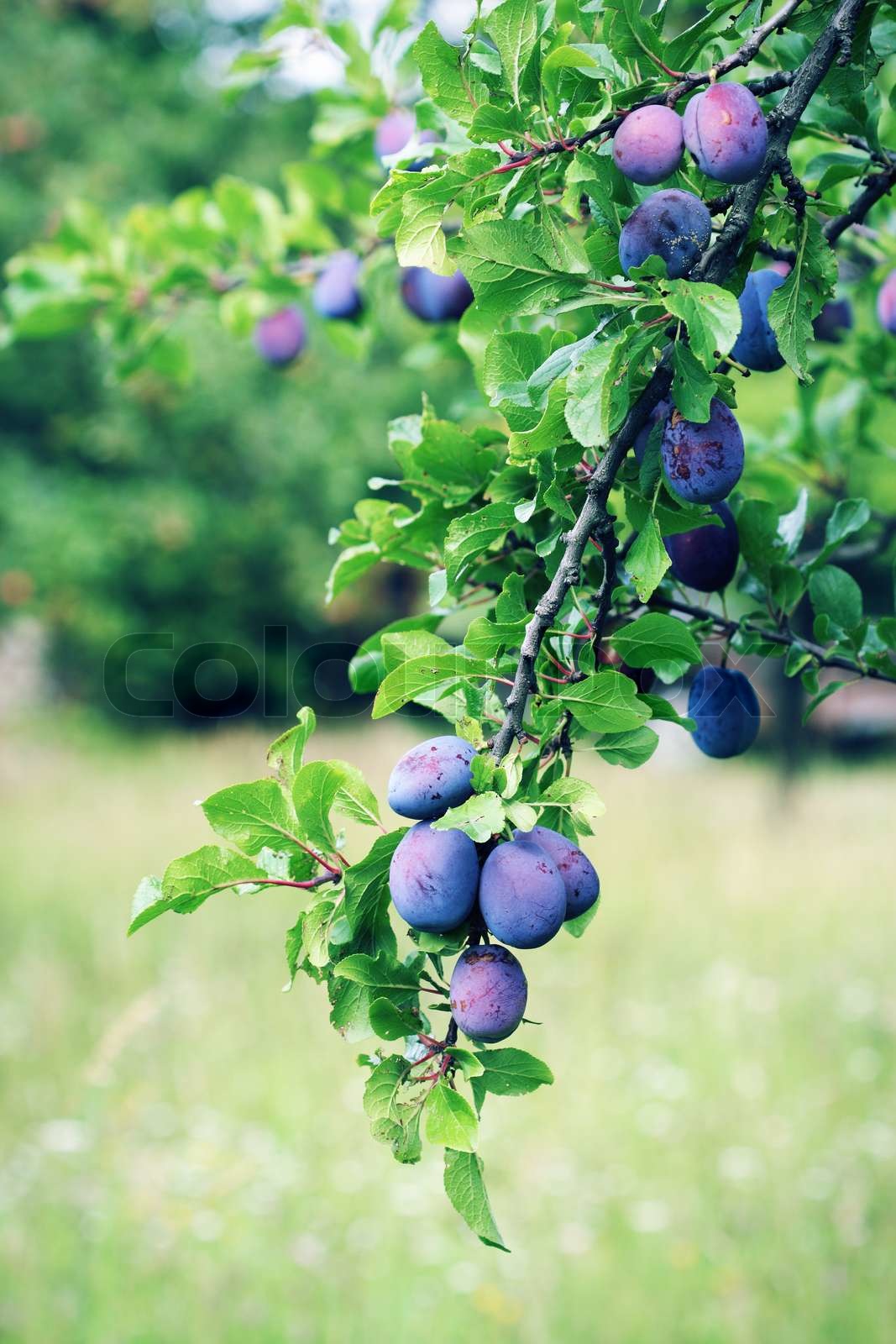 Plum tree branch with blue plum fruit | Stock image | Colourbox