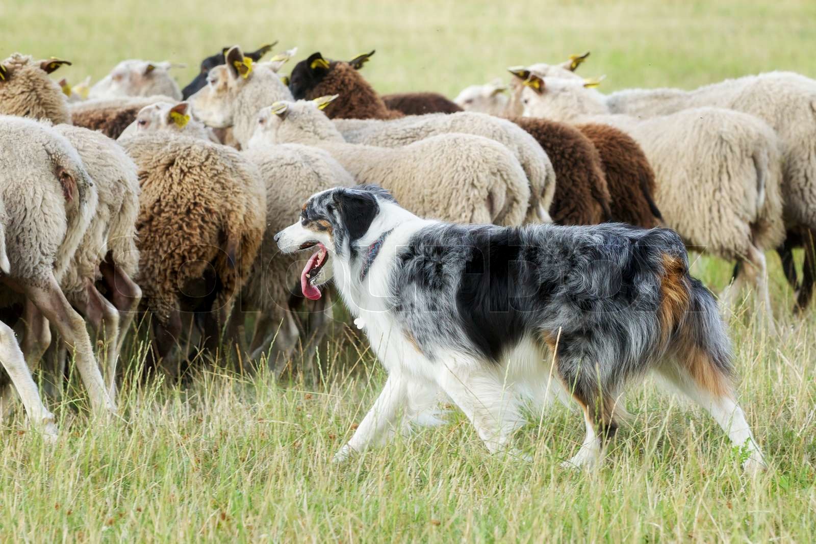 Border collie dog herding a flock of sheep | Stock image | Colourbox