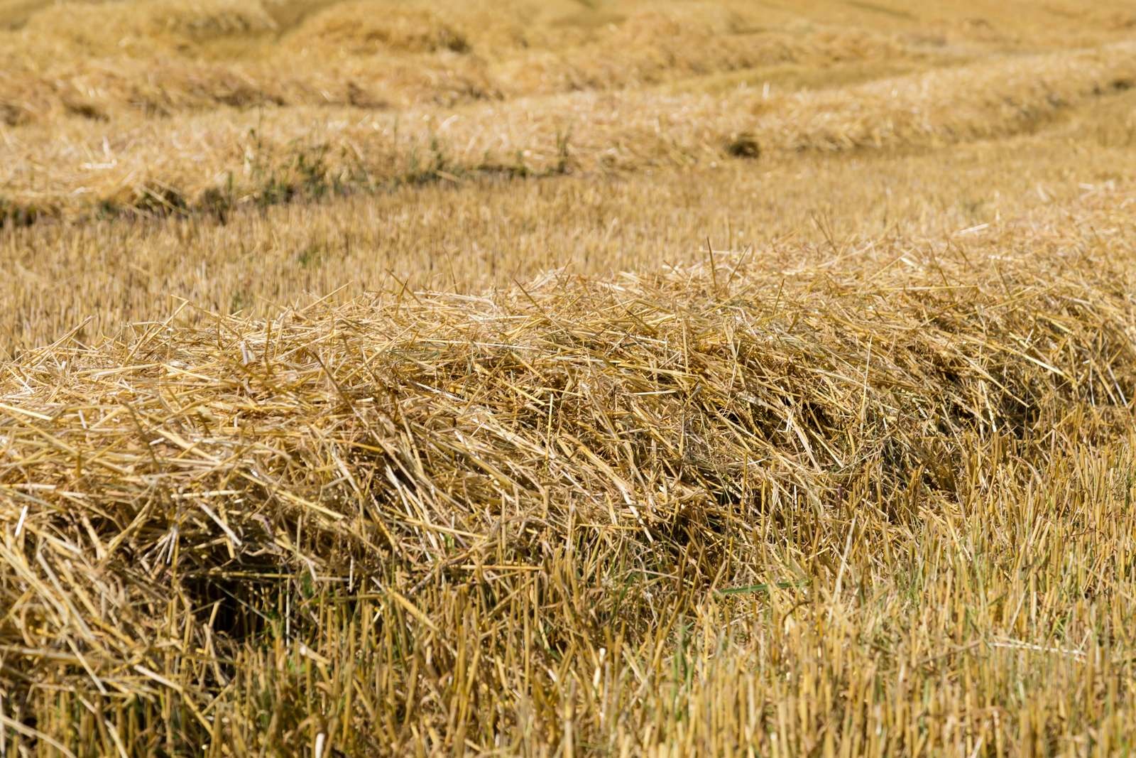 Heu auf dem Feld | Stock Bild | Colourbox