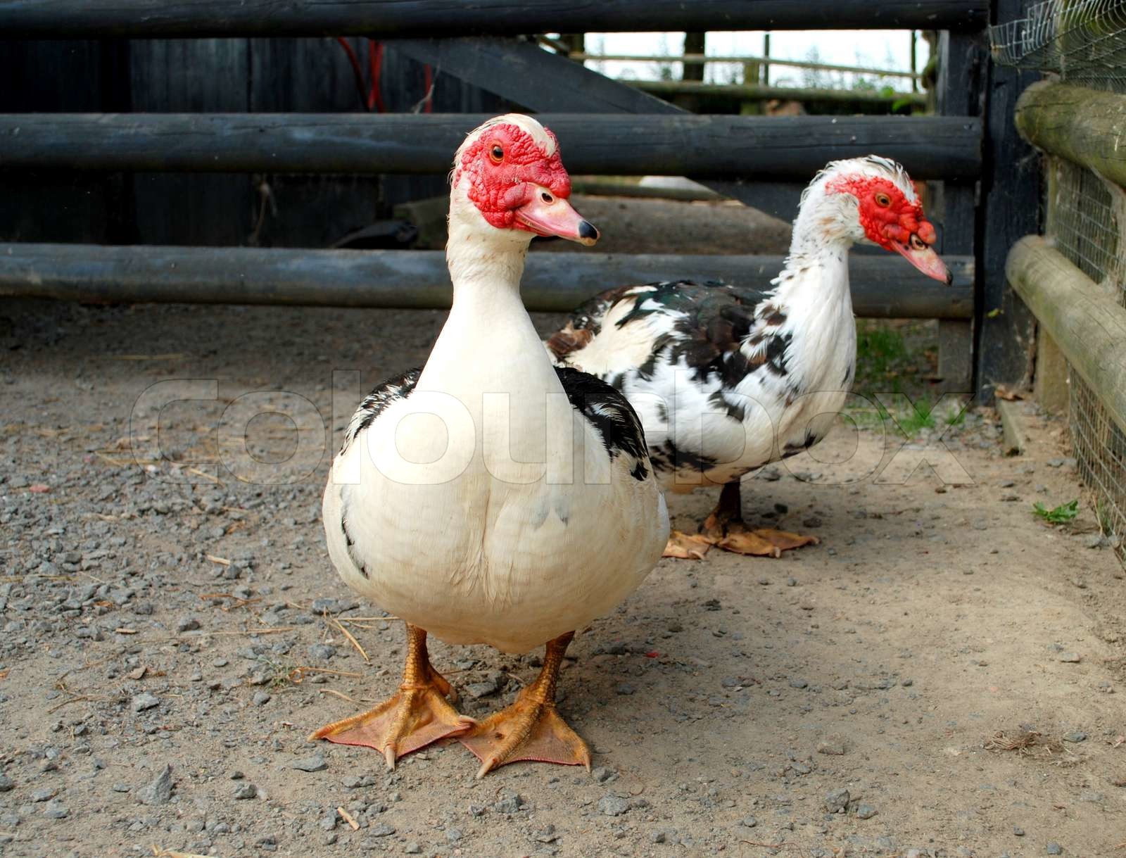 Moskus Ænder | Stock foto | Colourbox