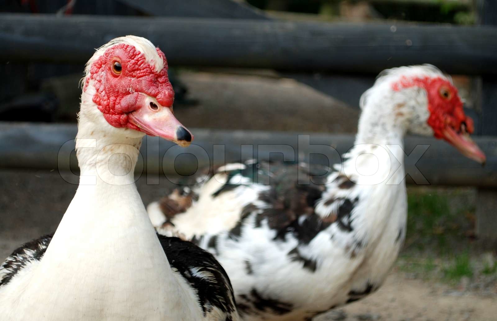 Moskus Ænder | Stock foto | Colourbox