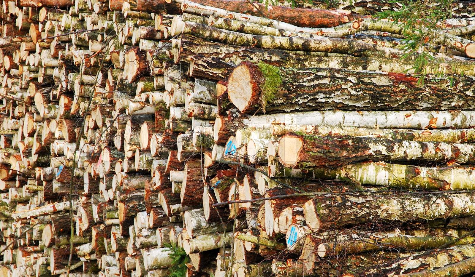 Fresh Cut Lumber | Stock image | Colourbox