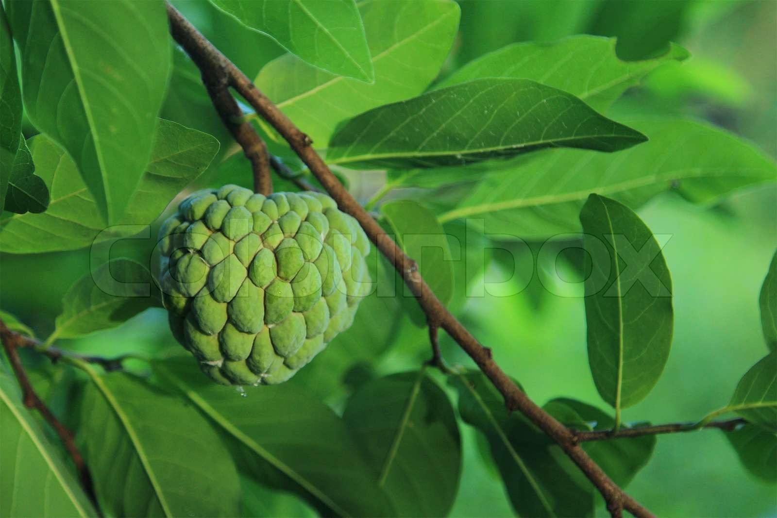 Annona squamosa | Stock image | Colourbox