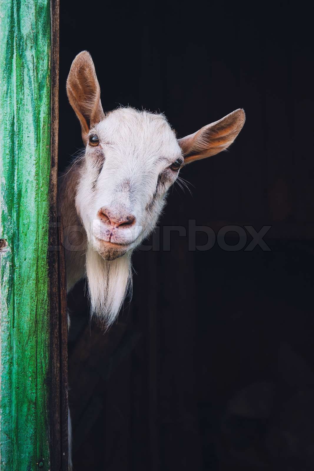 curious hornless goat | Stock image | Colourbox