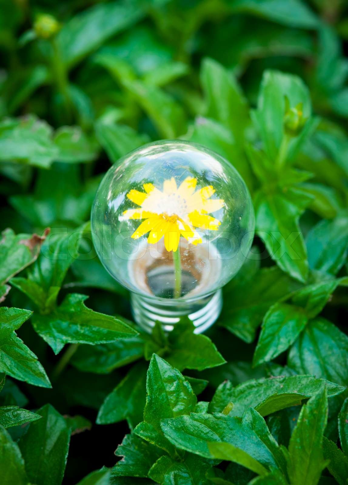 Light Bulb on green grass with Flower inside | Stock image | Colourbox