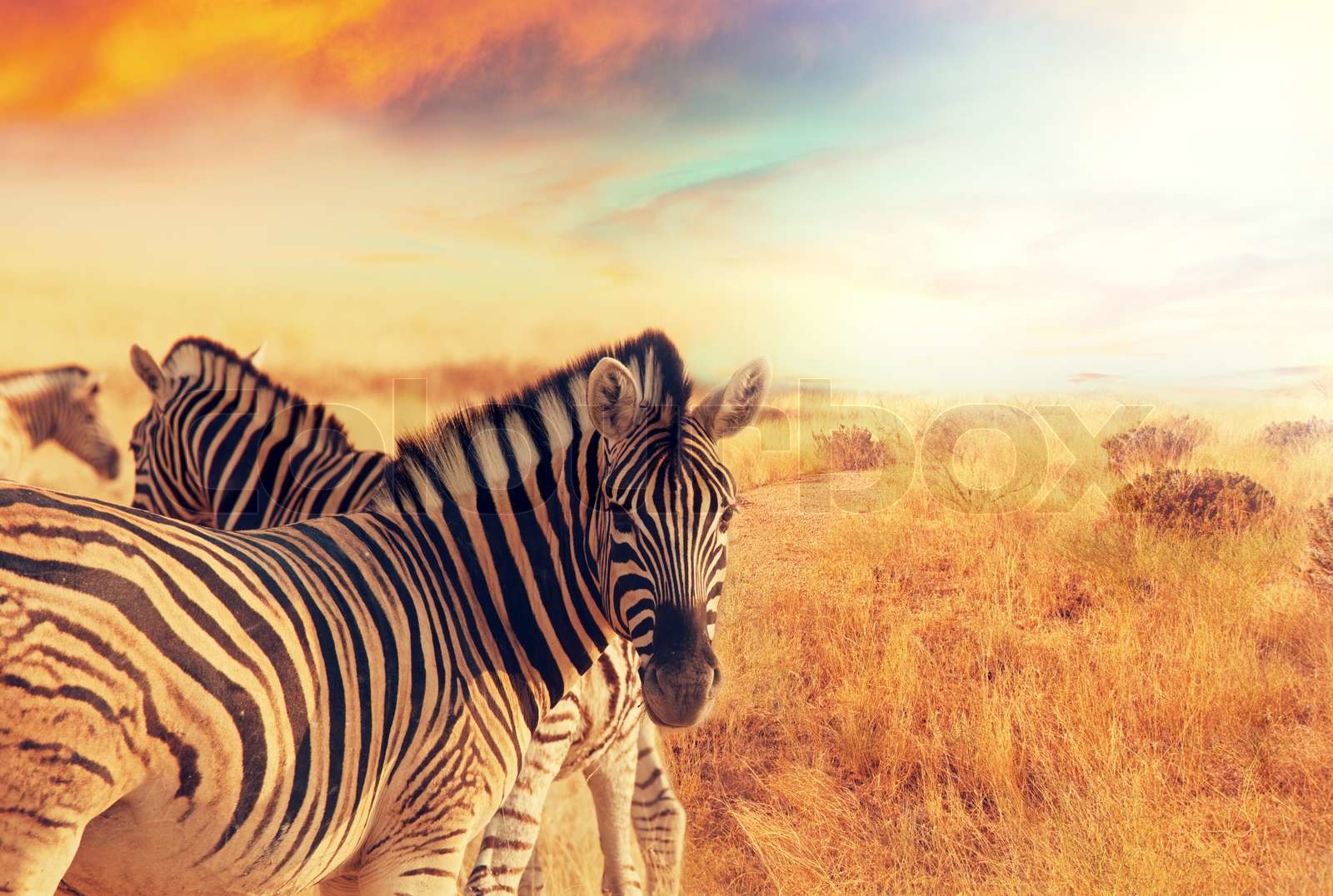 Zebra | Stock image | Colourbox
