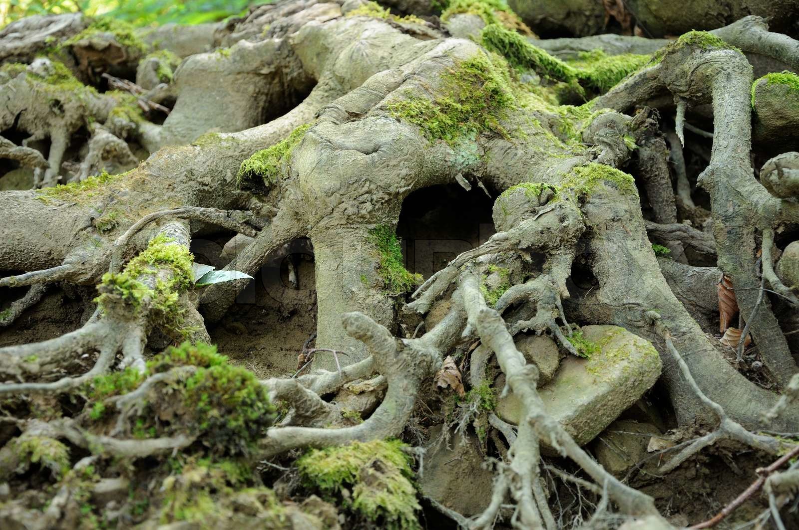 große Wurzeln des Baumes | Stock Bild | Colourbox