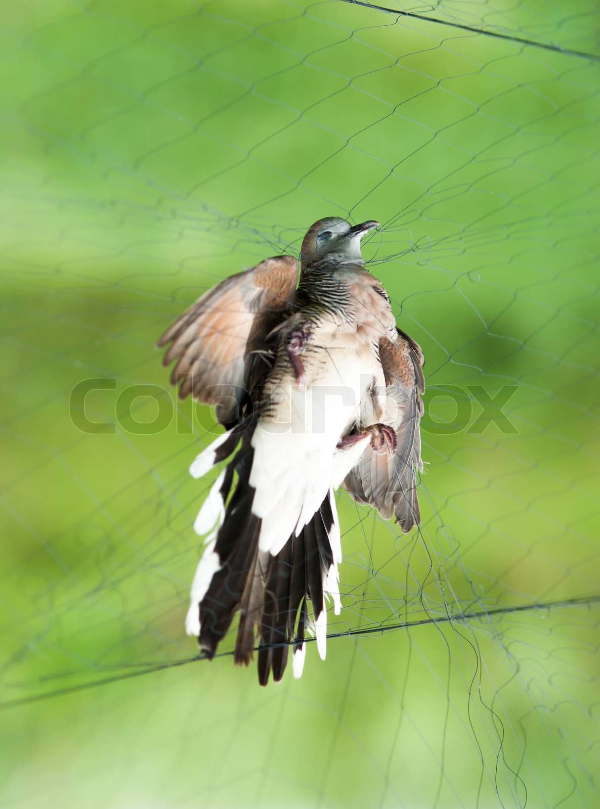 bird dead strangled by the trap | Stock image | Colourbox