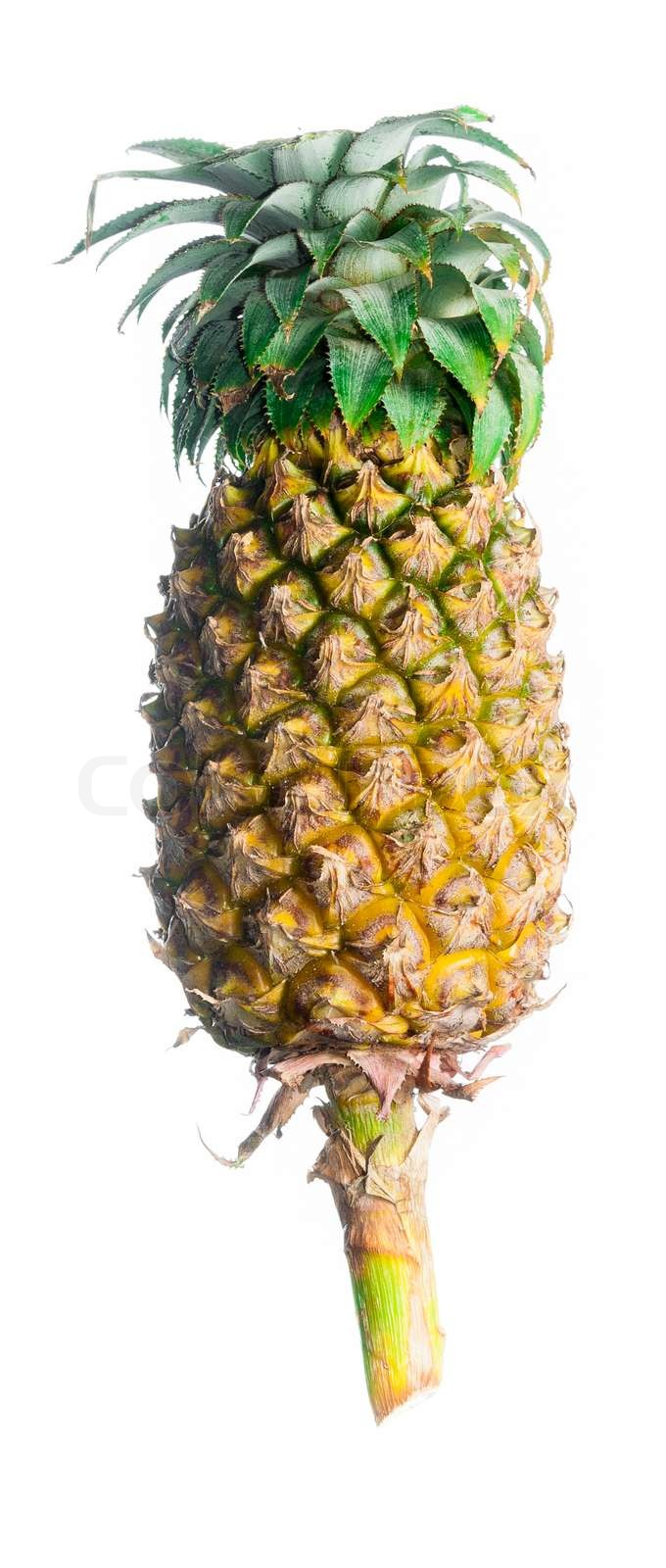 Pineapple | Stock image | Colourbox