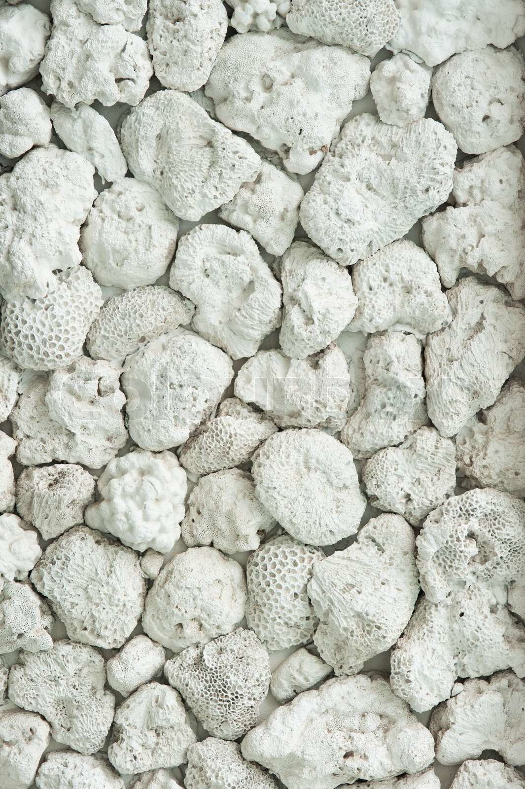 Wall of Coral | Stock image | Colourbox