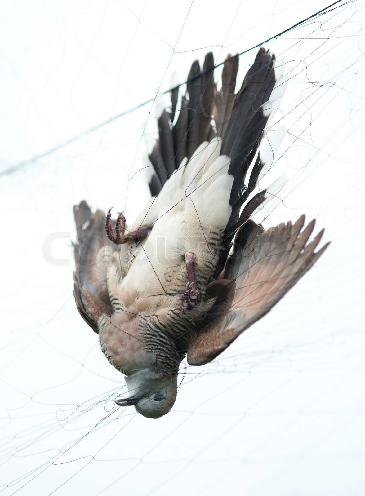 bird dead strangled by the trap | Stock image | Colourbox