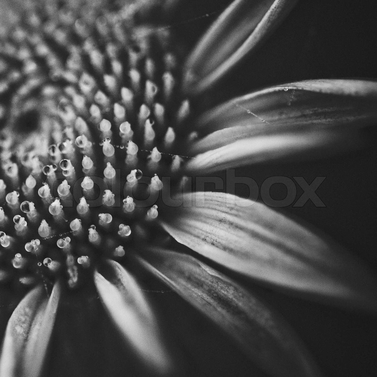 close up flower in black and white | Stock image | Colourbox