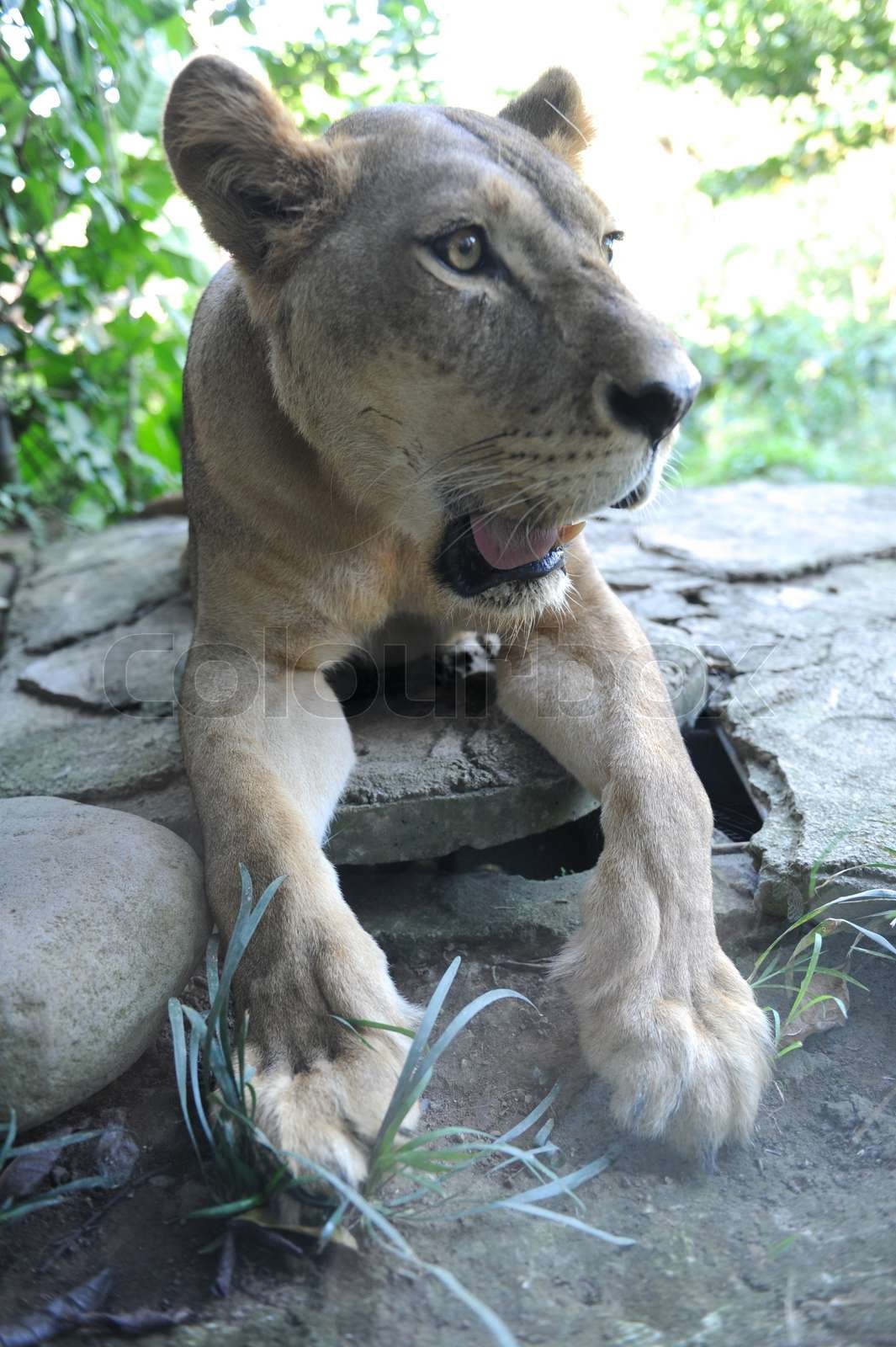 Lion | Stock image | Colourbox