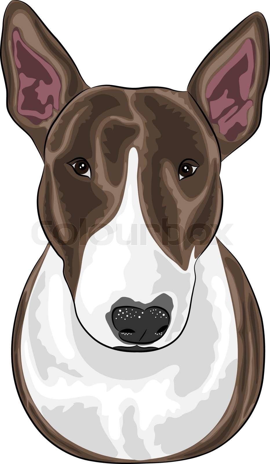 vector dog breed Bull Terrier | Stock vector | Colourbox