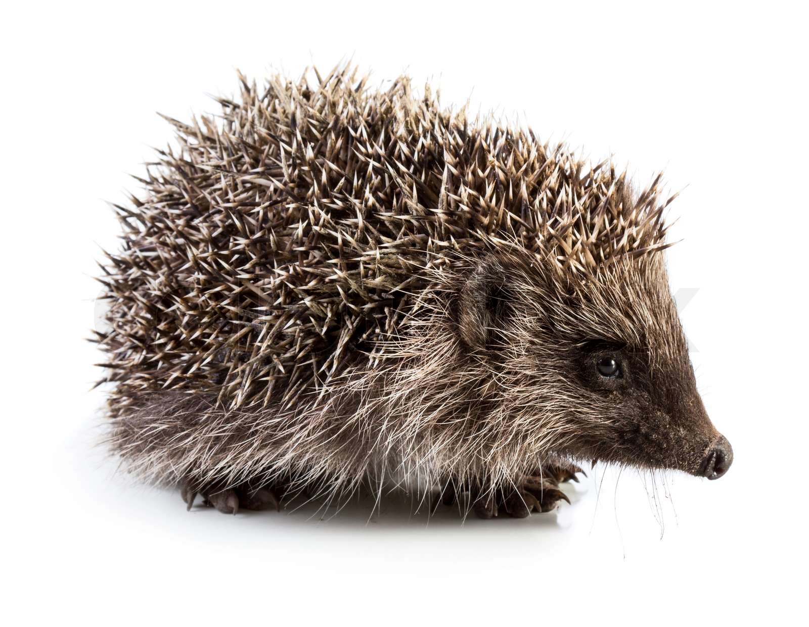 Hedghog | Stock image | Colourbox