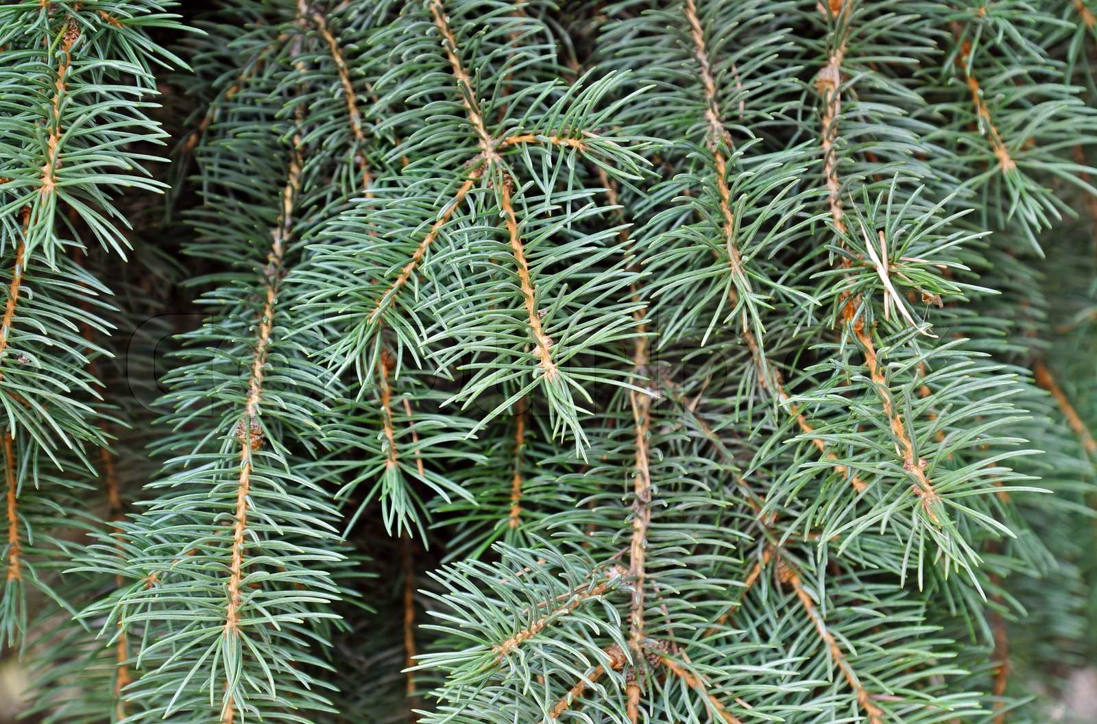 Green spruce tree | Stock image | Colourbox