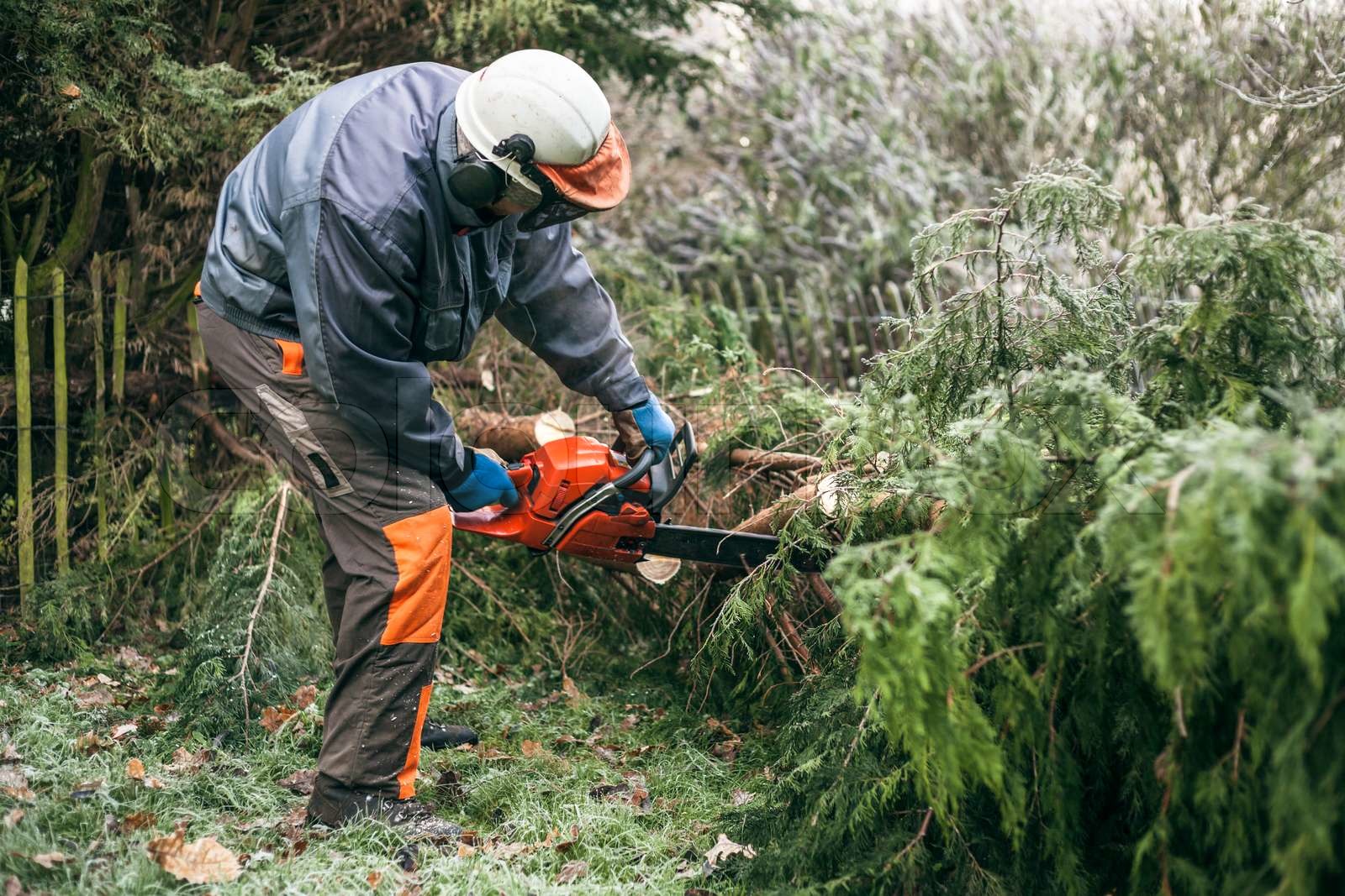 Professional gardener using chainsaw | Stock image | Colourbox