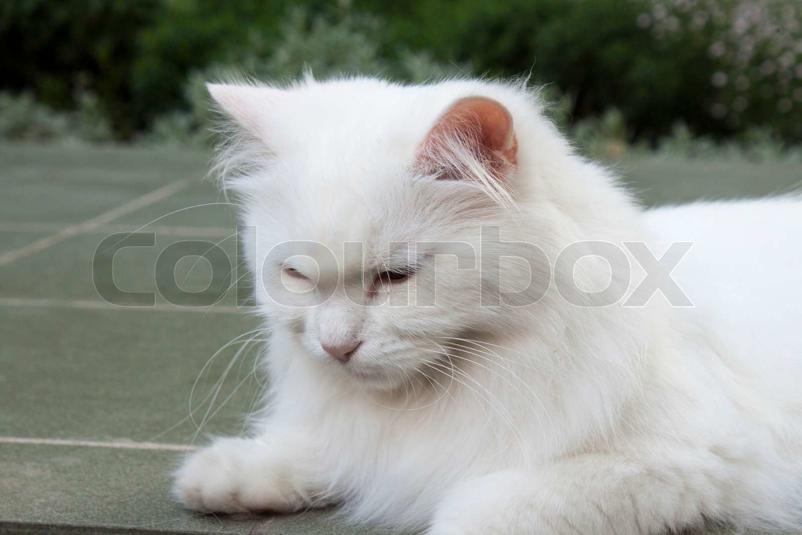 Goody-goody white cat. | Stock image | Colourbox