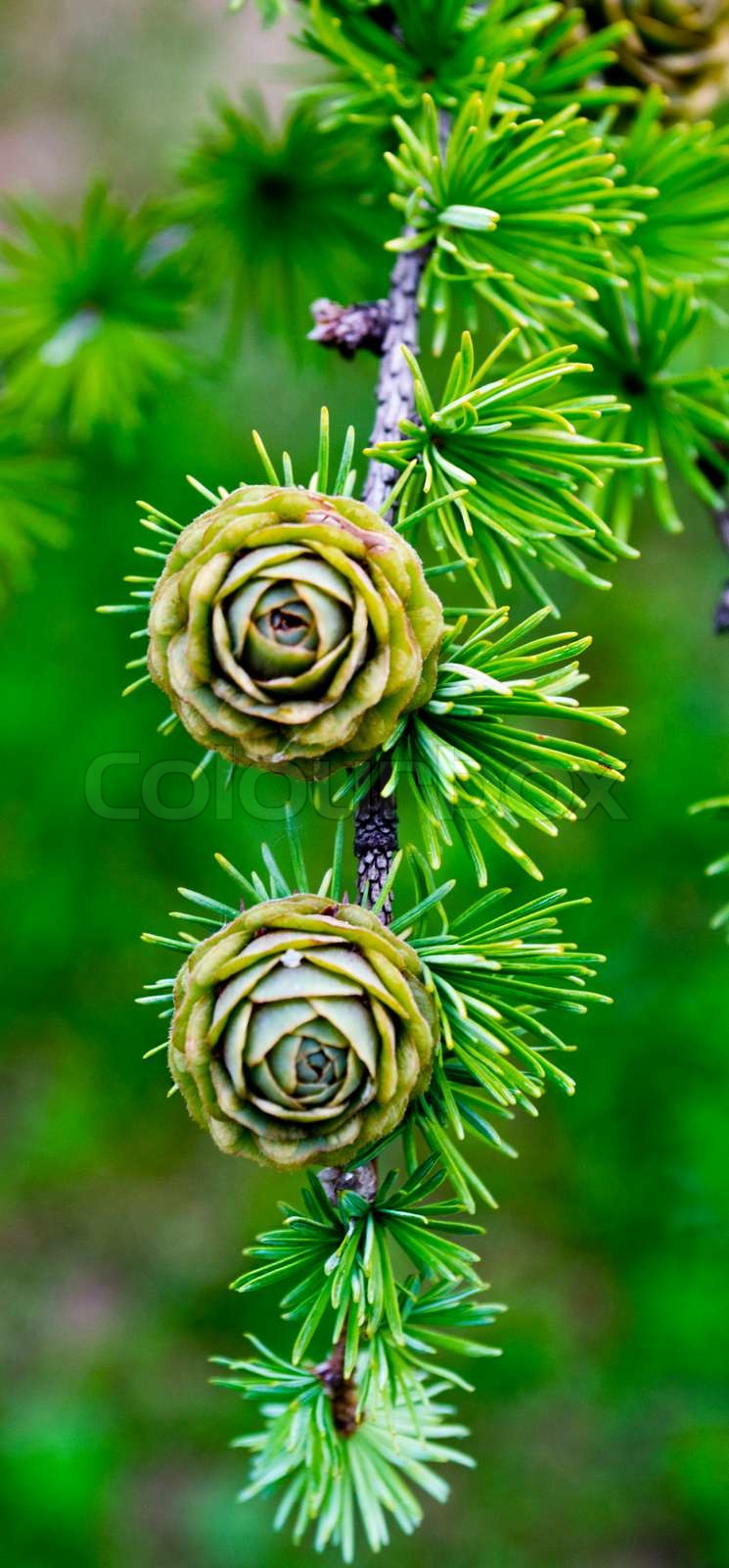 Fichte Zweig mit Zapfen | Stock Bild | Colourbox