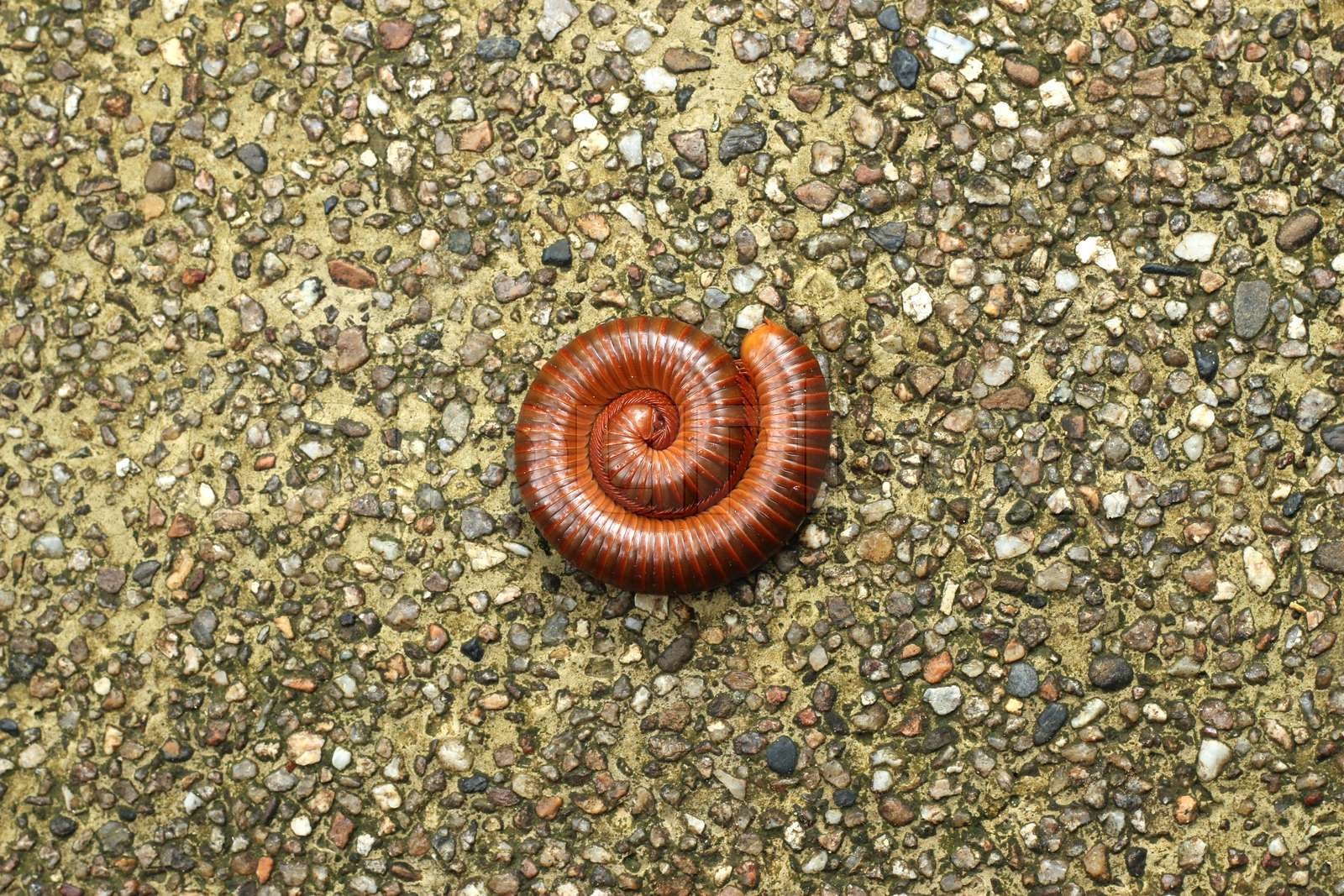 Picture of millipede curled up sleeping on the stone floor. | Stock ...