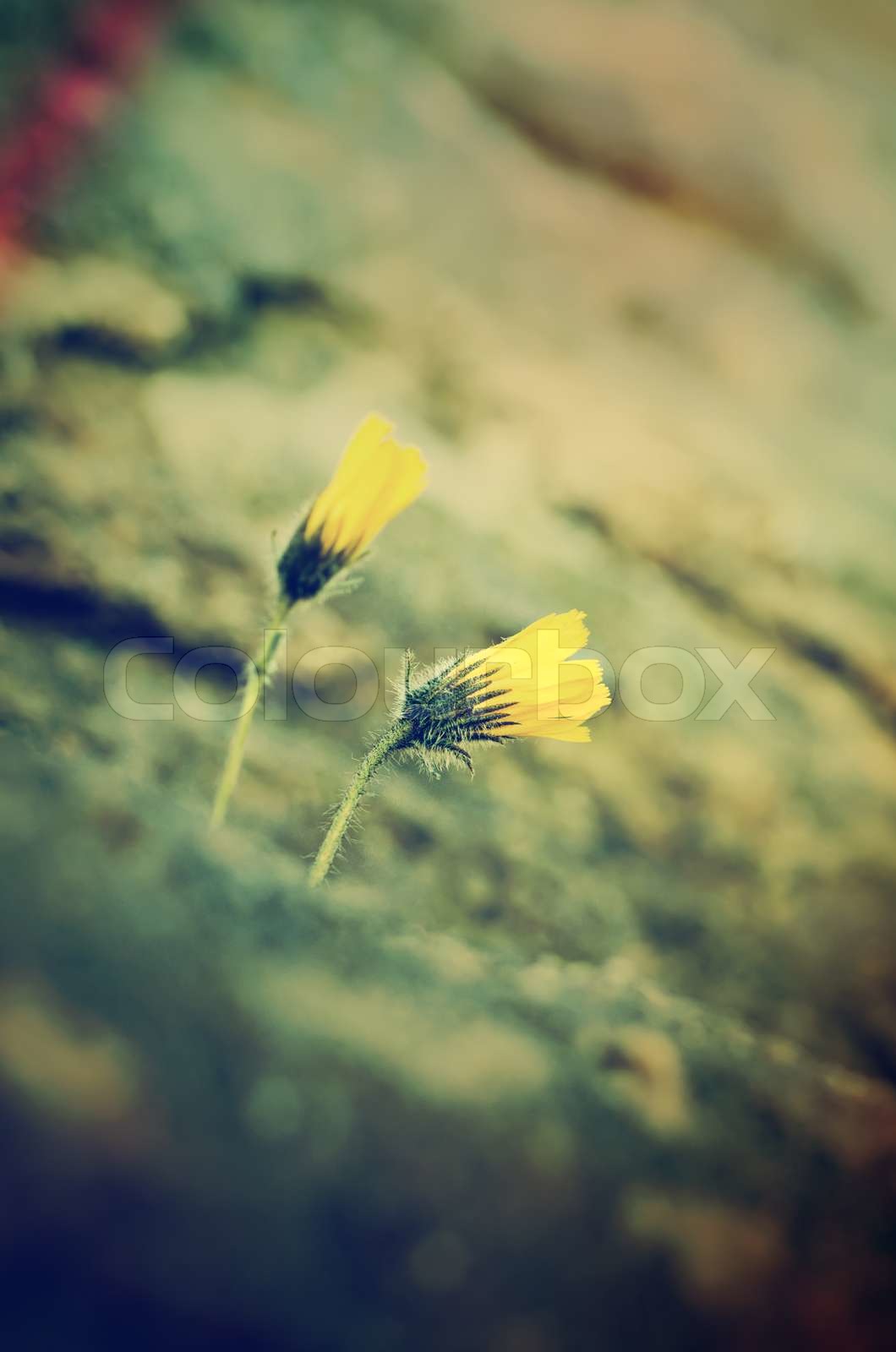 Blumen im Fels | Stock Bild | Colourbox