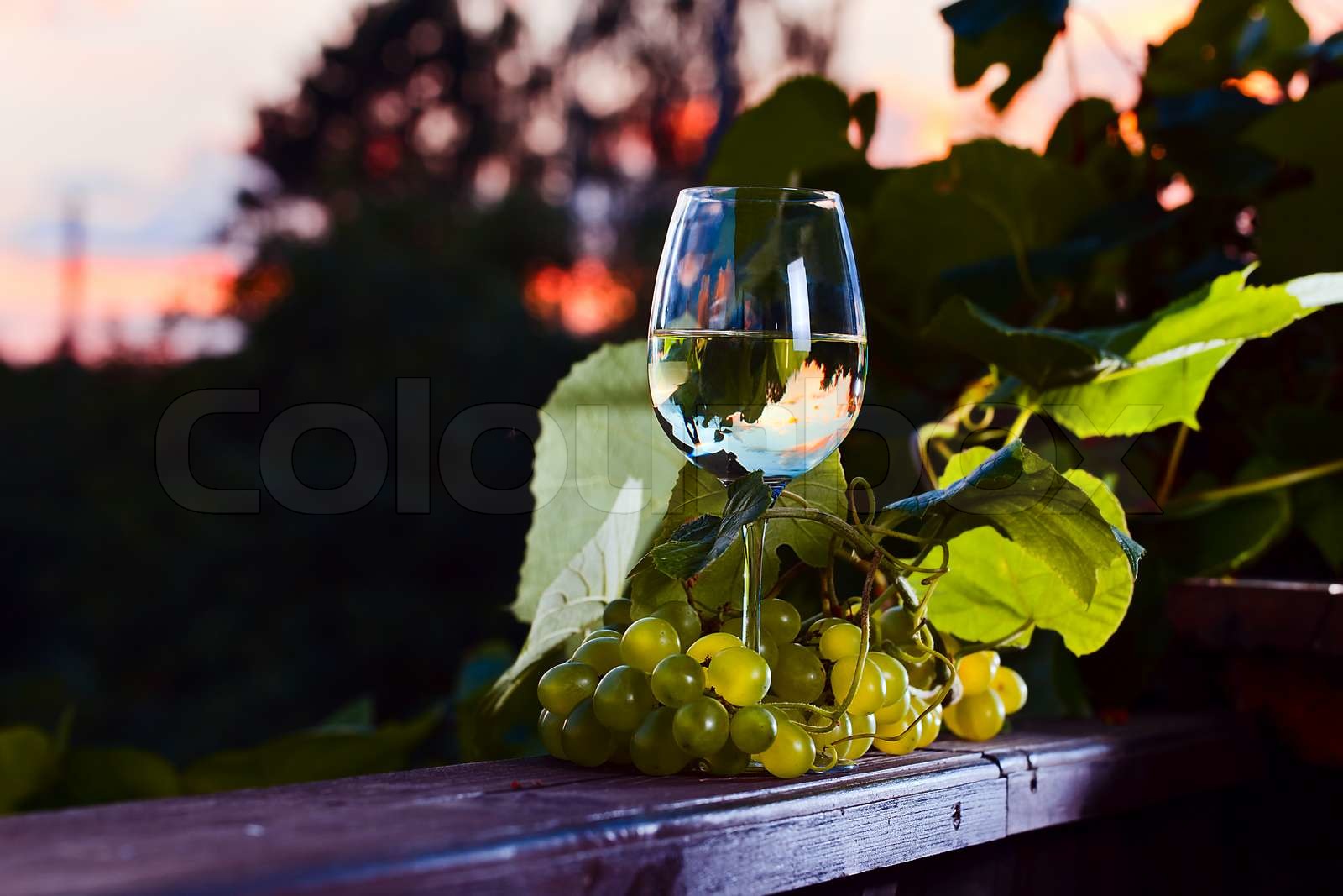 Weißwein in Weingarten | Stock Bild | Colourbox