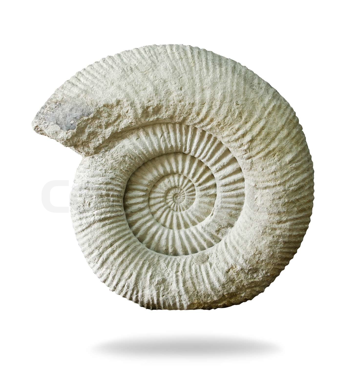Ammonit prähistorische Fossil auf weißem Hintergrund. | Stock Bild ...