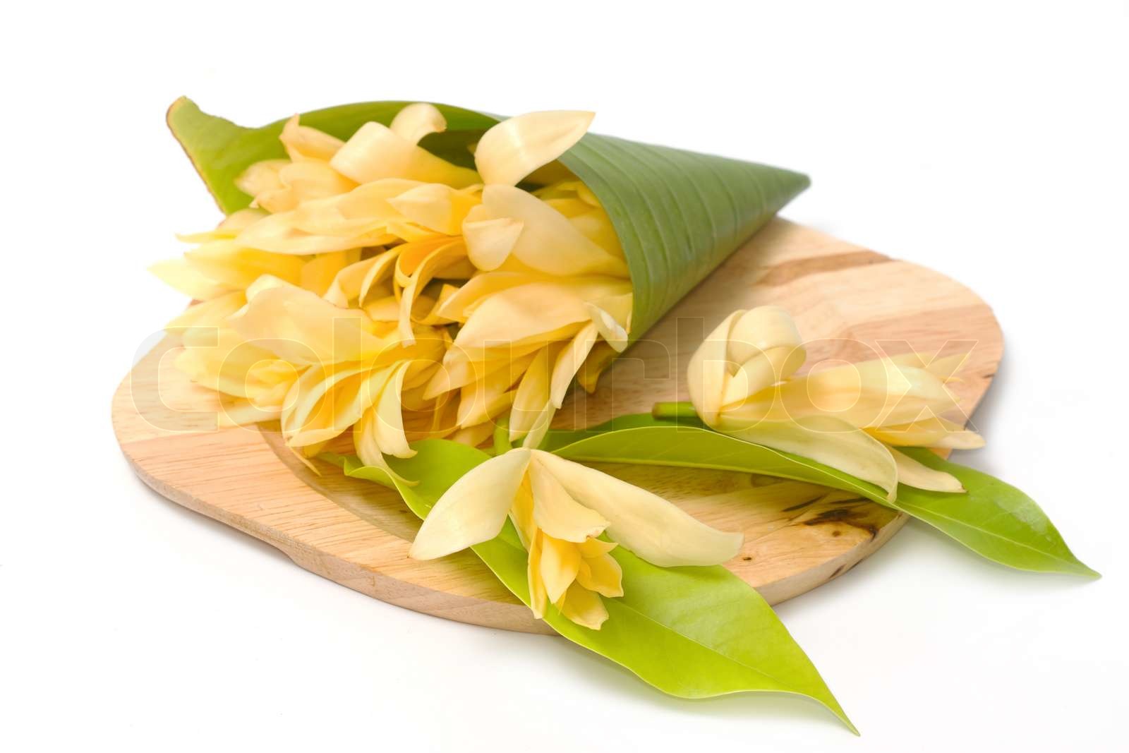 Champaka flower are blooming. (Michelia alba DC.) | Stock image | Colourbox