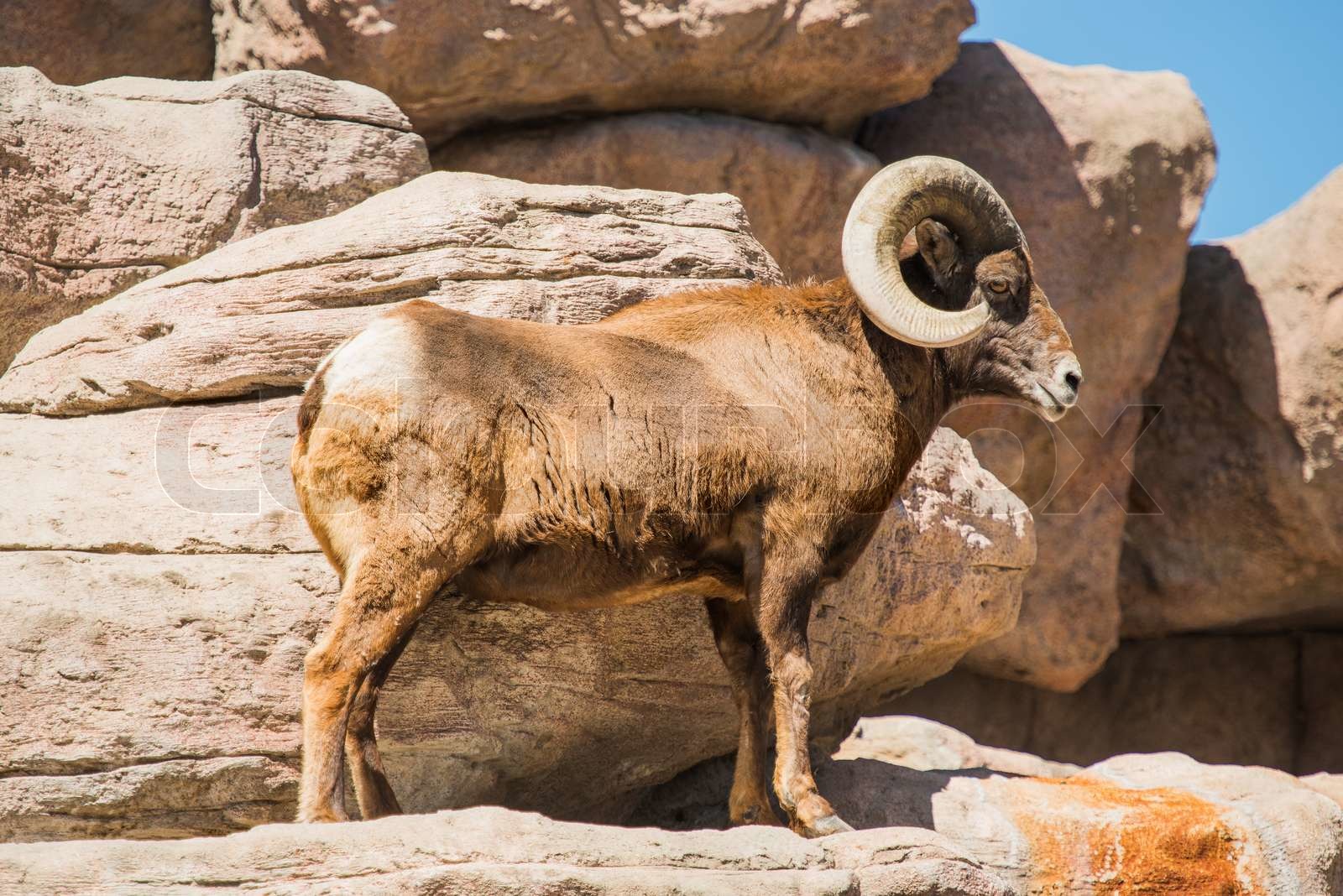 Bighorn Sheep on the Rocks | Stock image | Colourbox