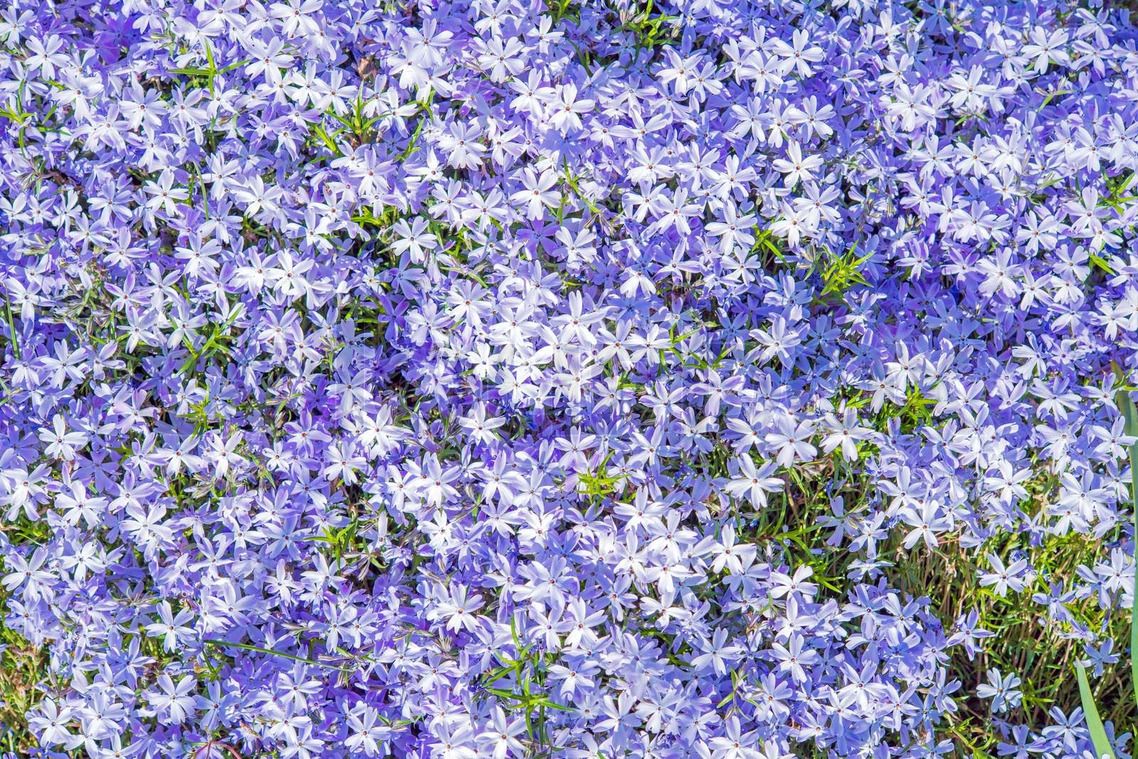 Violet Flowers Background | Stock image | Colourbox