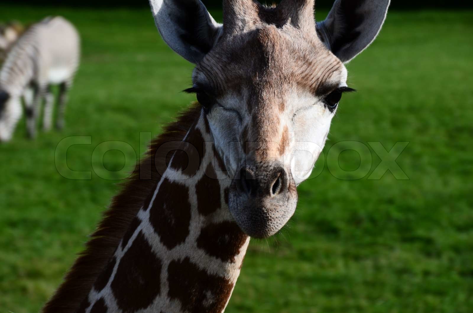 feminine giraffe staring at you - feminin giraf stirrer på dig | Stock ...