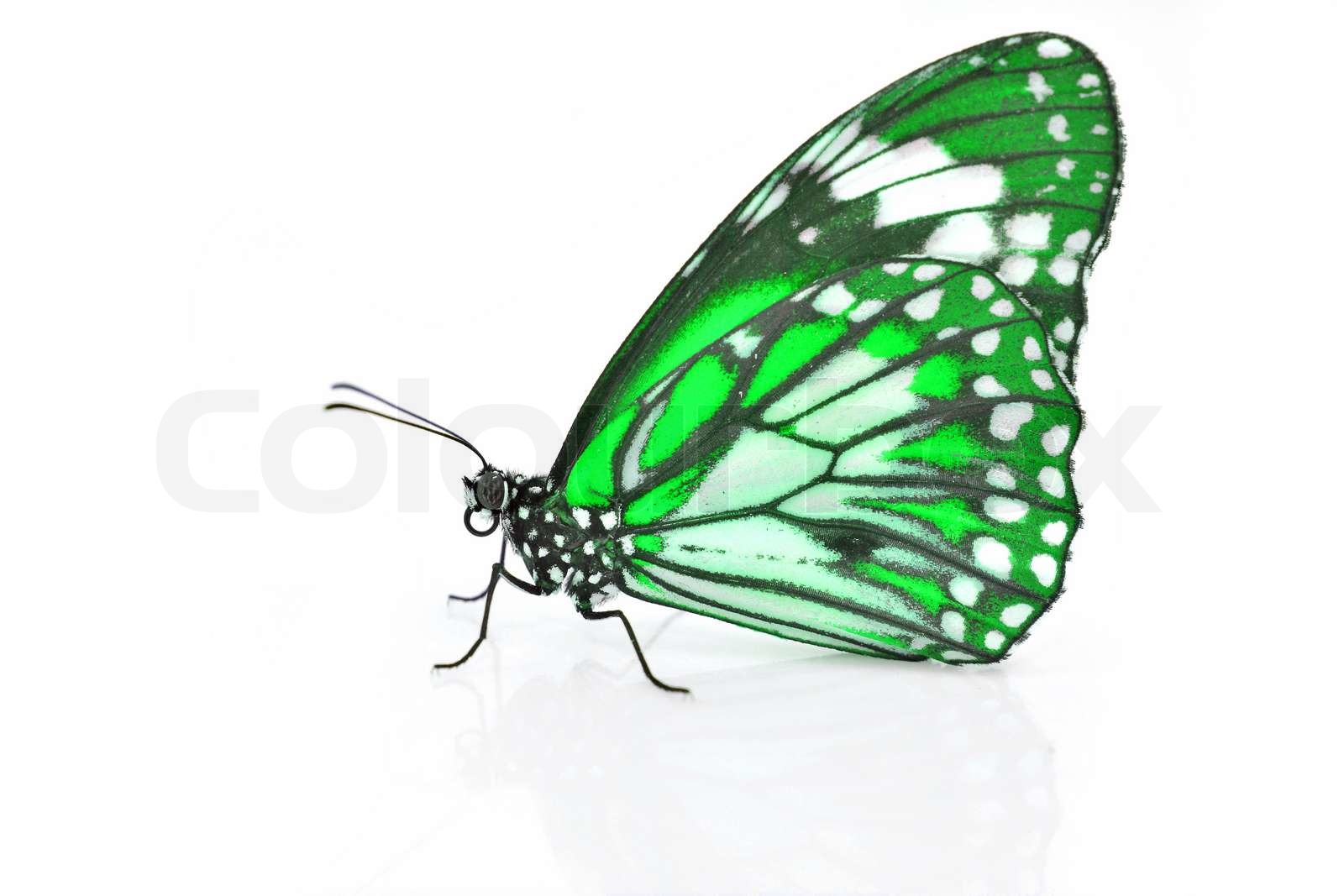 green butterfly | Stock image | Colourbox