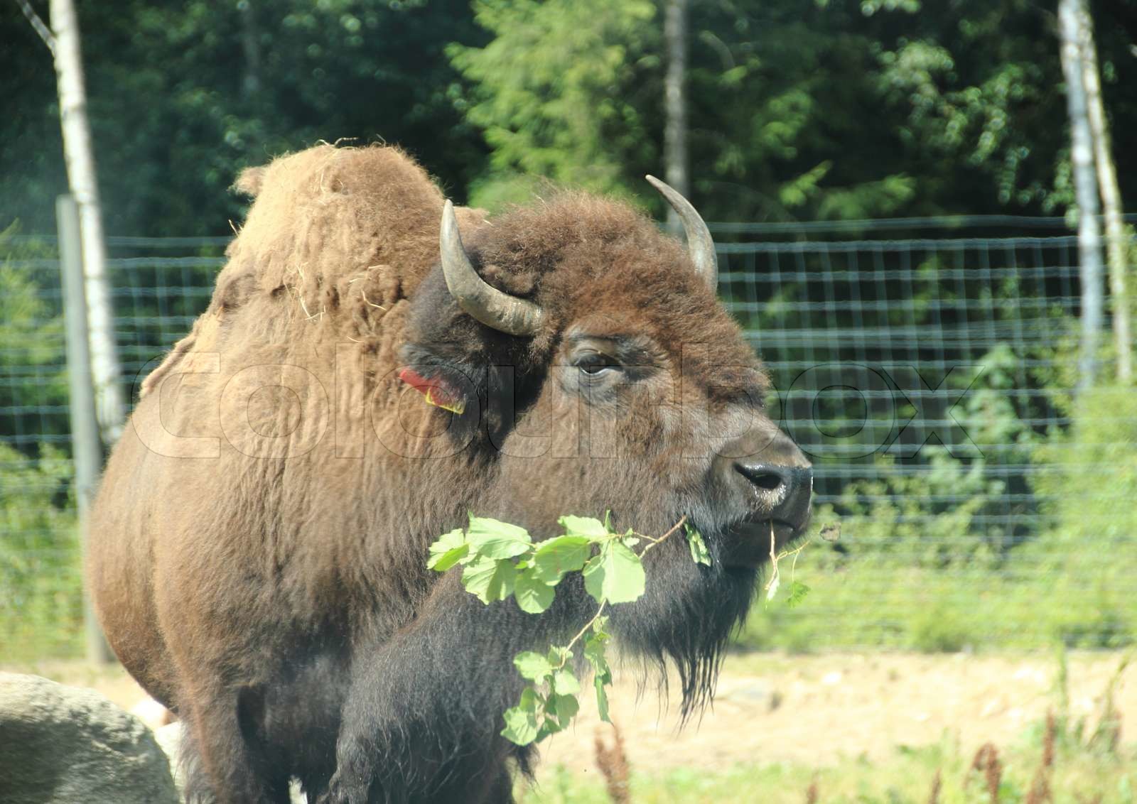 Bison eating leaves in forest | Stock image | Colourbox