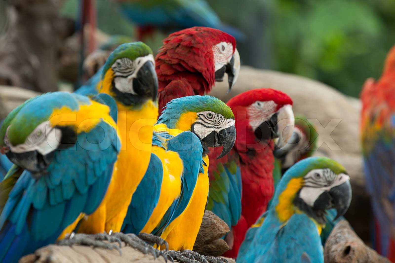 Papagei | Stock Bild | Colourbox