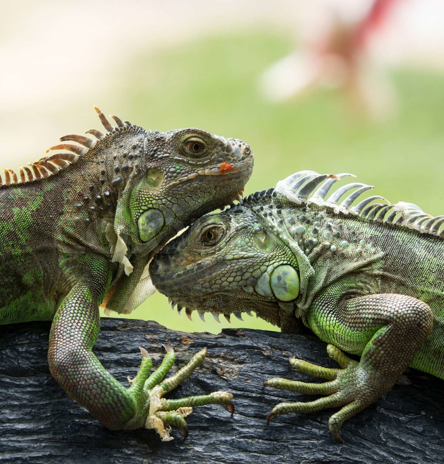 Leguan | Stock Bild | Colourbox