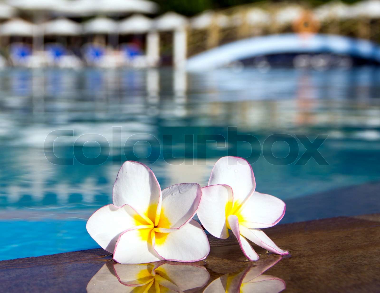 flower on swimming pool | Stock image | Colourbox