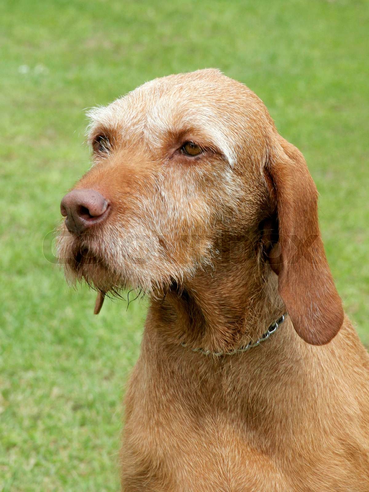 Portrait of Hungarian Wire-haired Pointer | Stock image | Colourbox