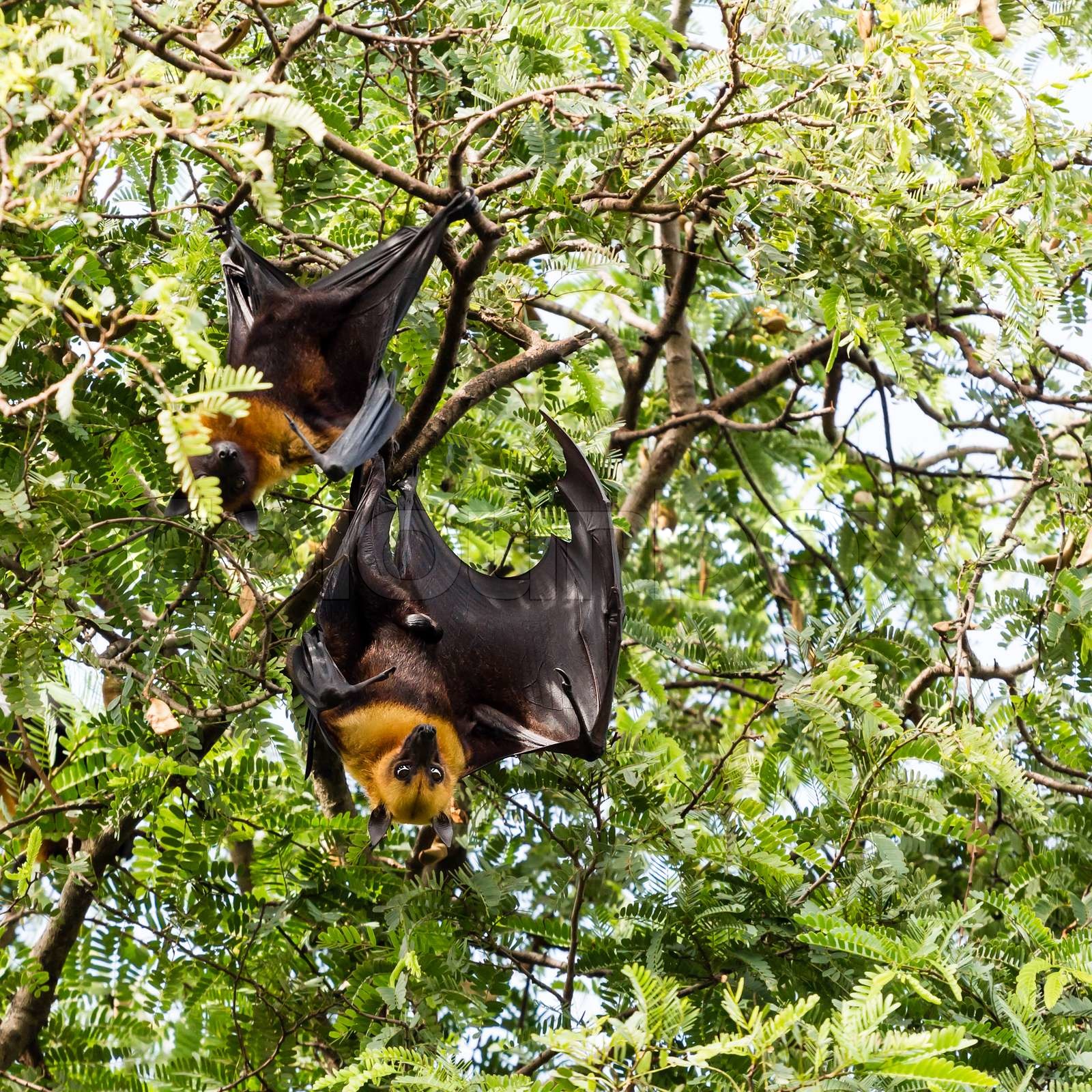 giant fruit bat on tree - Stock Image - Everypixel