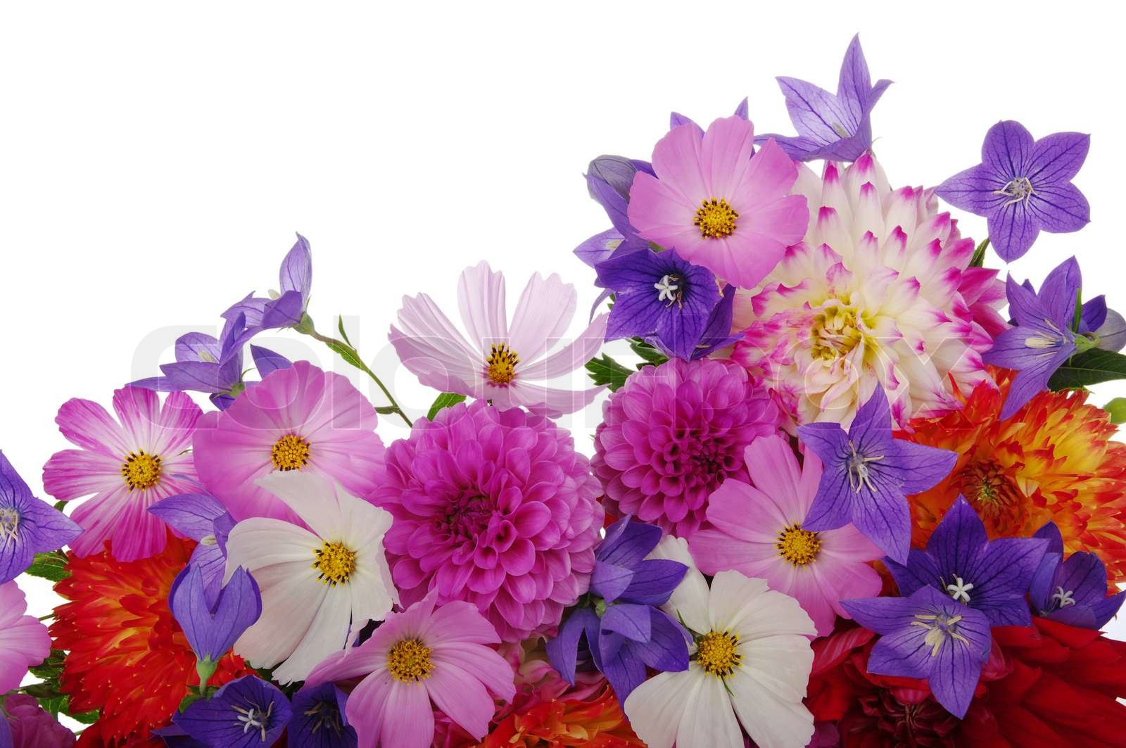 Blumen | Stock Bild | Colourbox