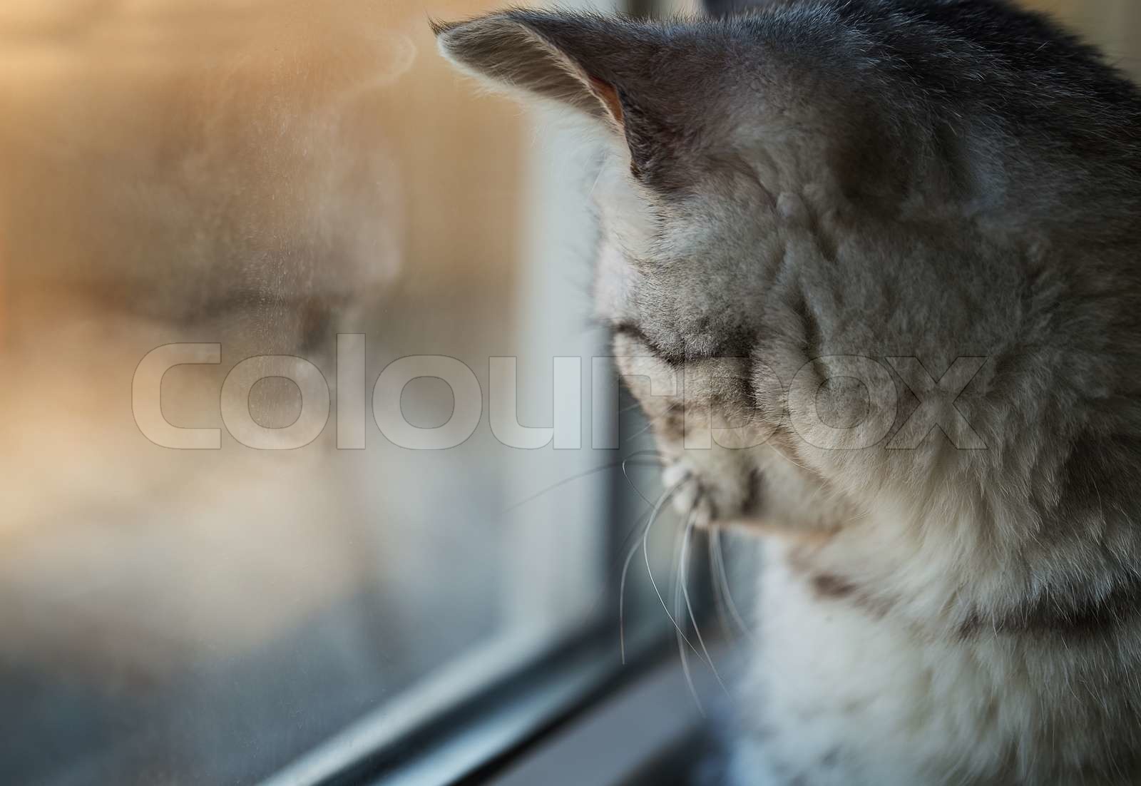 cat window reflection | Stock image | Colourbox