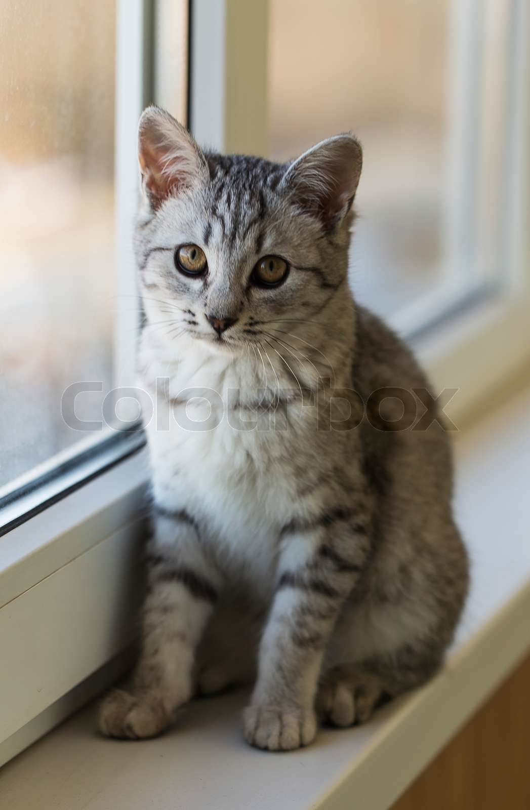 Katze-Fenster | Stock Bild | Colourbox