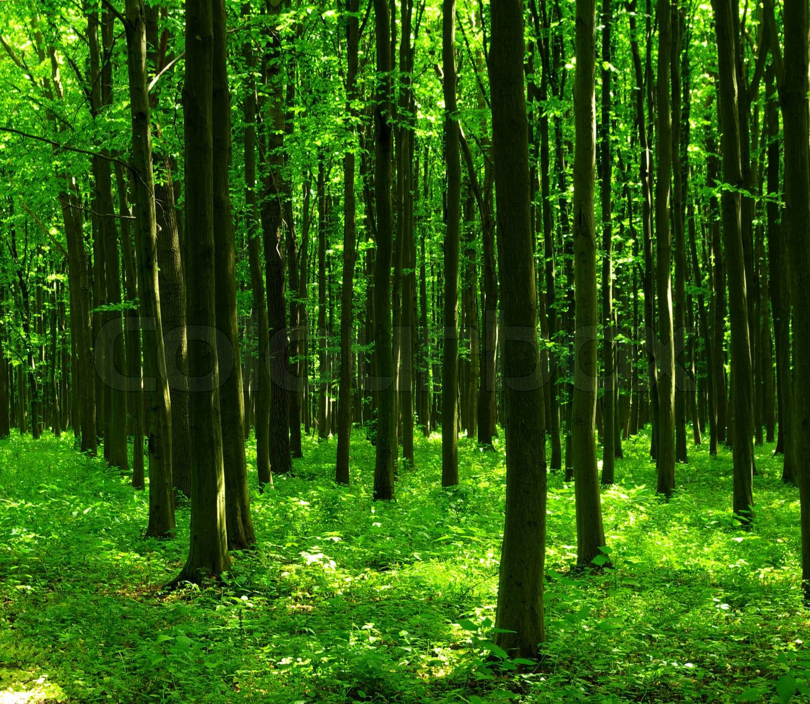 Wald | Stock Bild | Colourbox