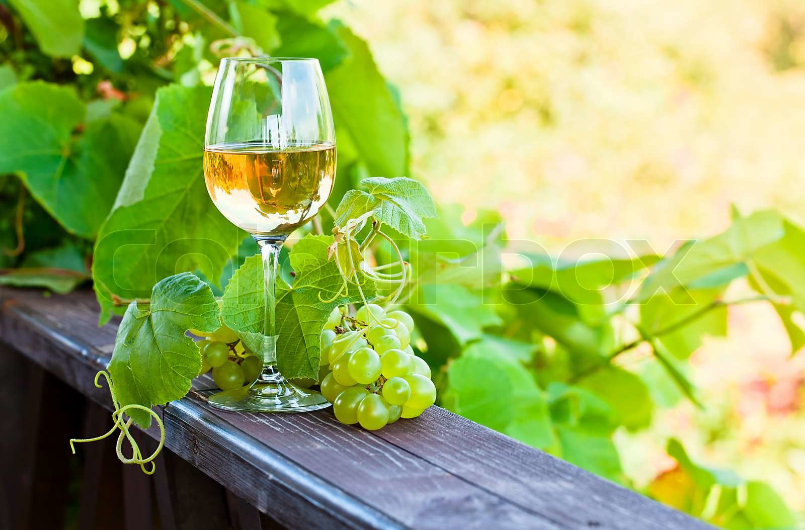 Weißwein in Weingarten | Stock Bild | Colourbox