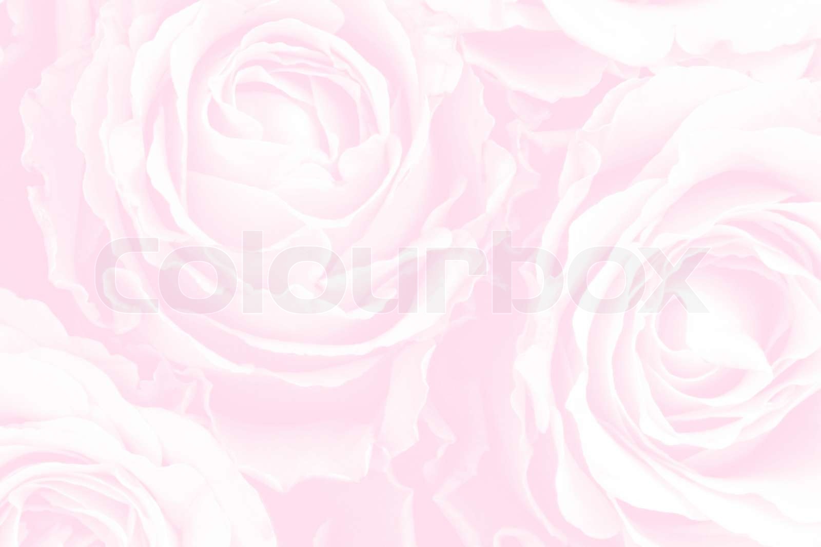 Hintergrund der Rosen | Stock Bild | Colourbox