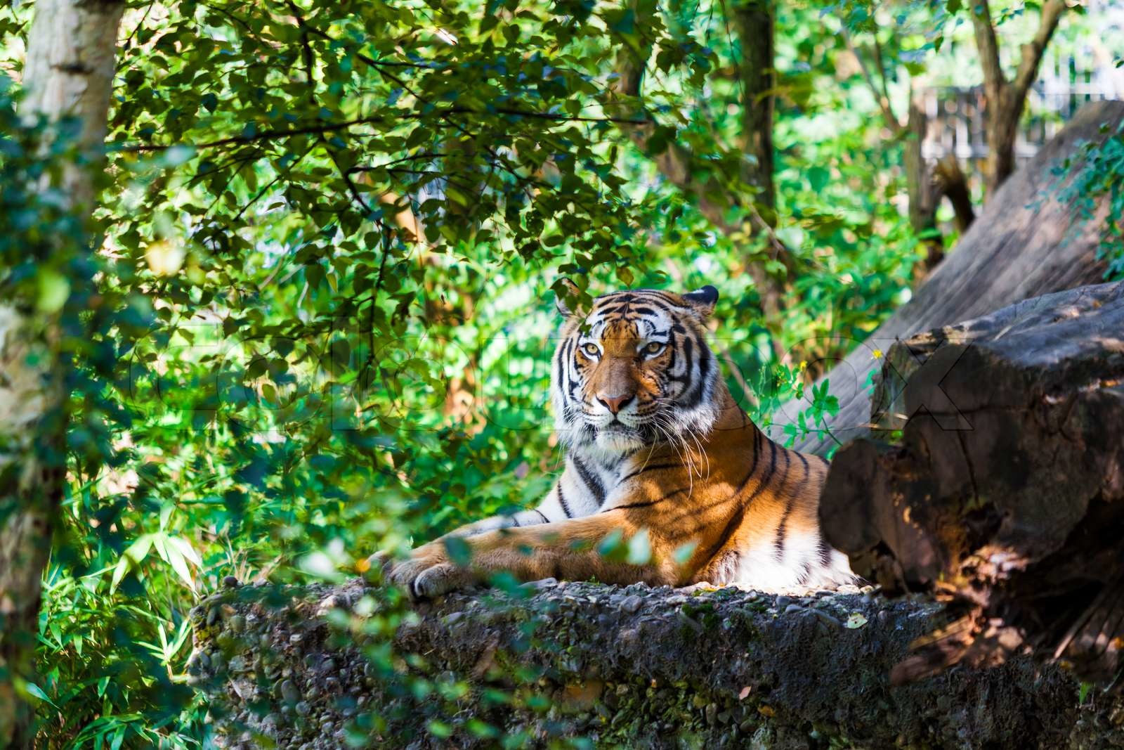 Tiger. Beautiful Tiger Portrait | Stock image | Colourbox
